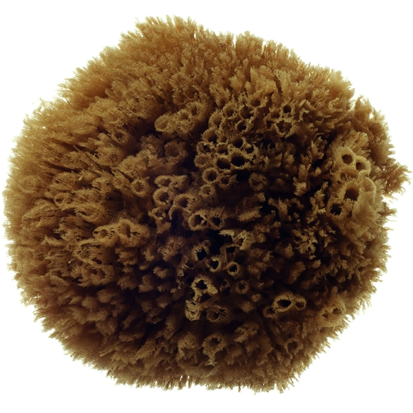 Grass Sea Sponge - Hydréa London - Hjemmespa | Shopping4net